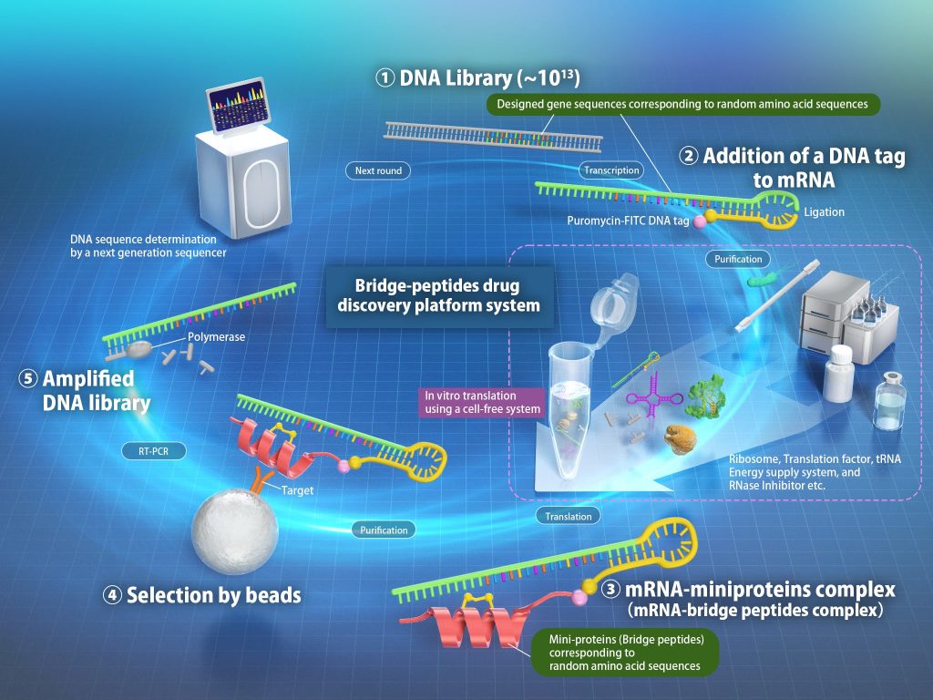 Screening method based on protein secondary structure and nucleic acid ...